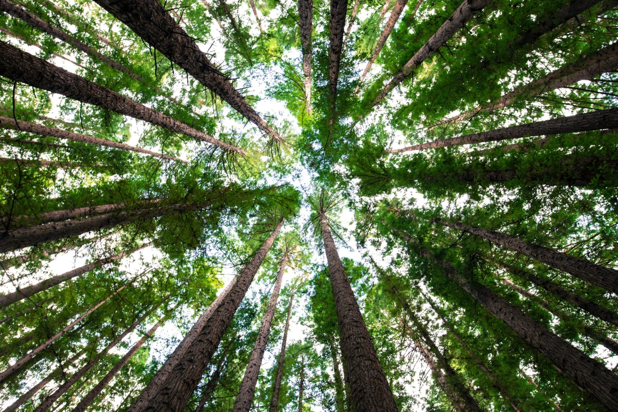 Xylo — The largest full timber structure in the UK